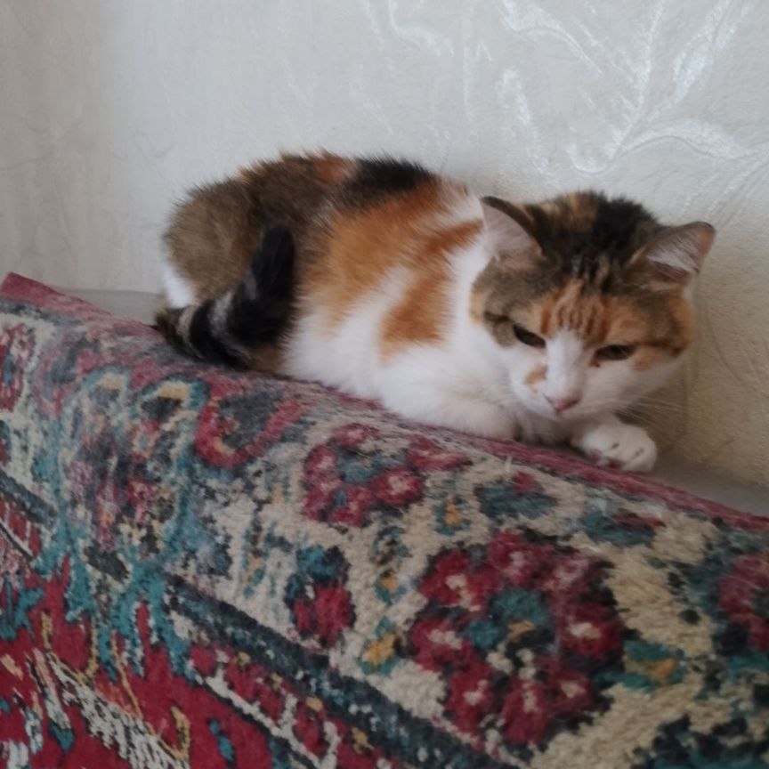 Отдам красивую кошку в добрые руки