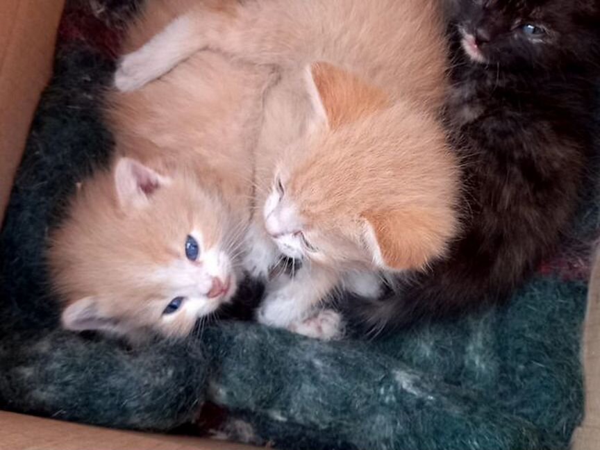 Котята в добрые руки даром бесплатно