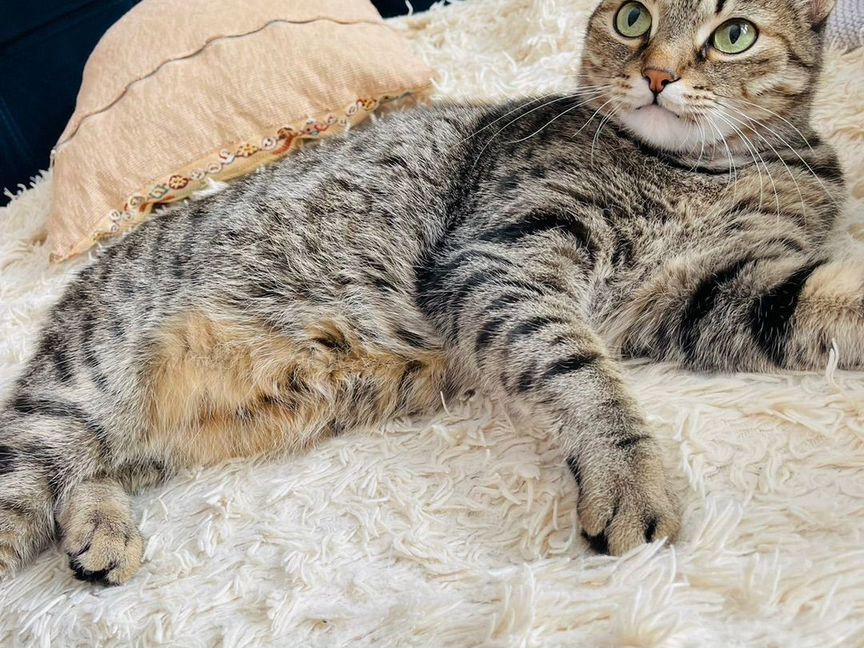 Отдам кота в добрые руки