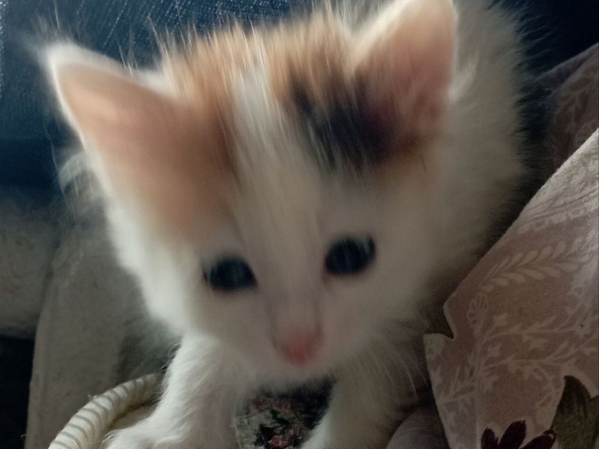 Котята от кошки Богатки