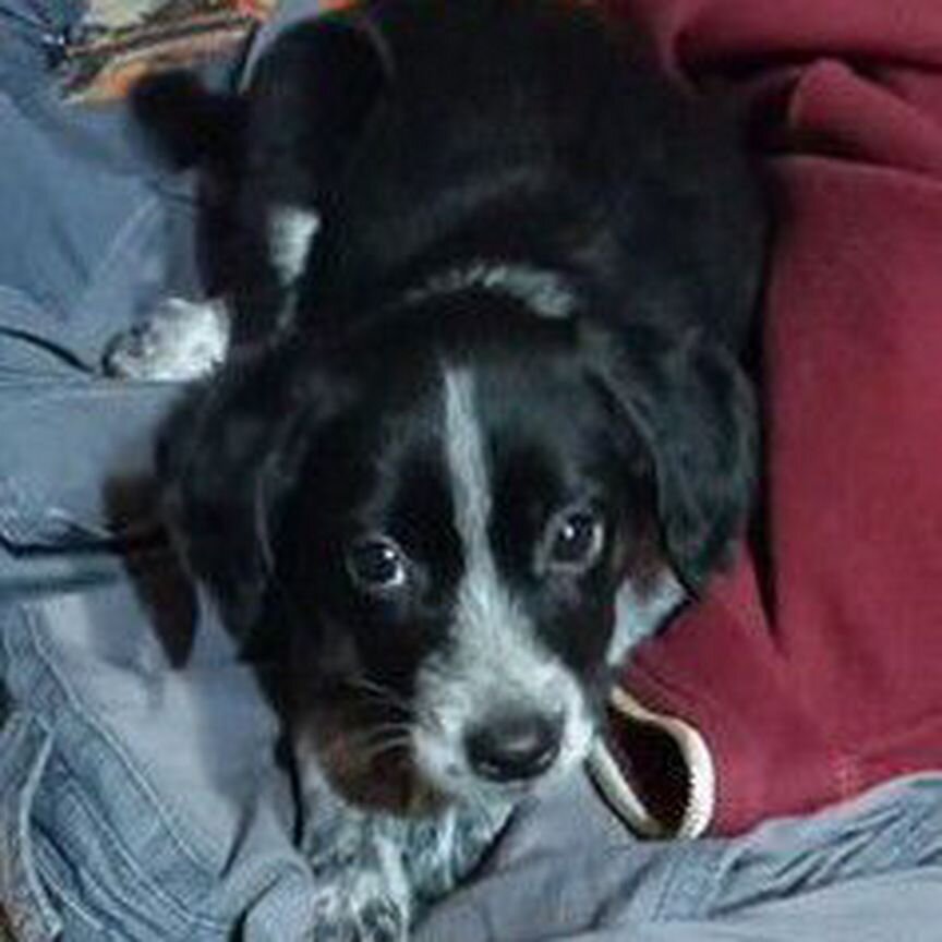 Щенки для квартиры