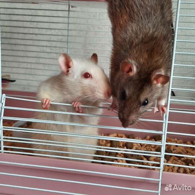 Декоративные крысы с клеткой (даром)