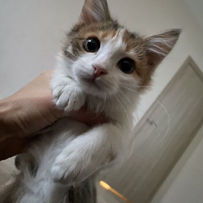 Котик в добрые руки(стерилизую за свой счет)