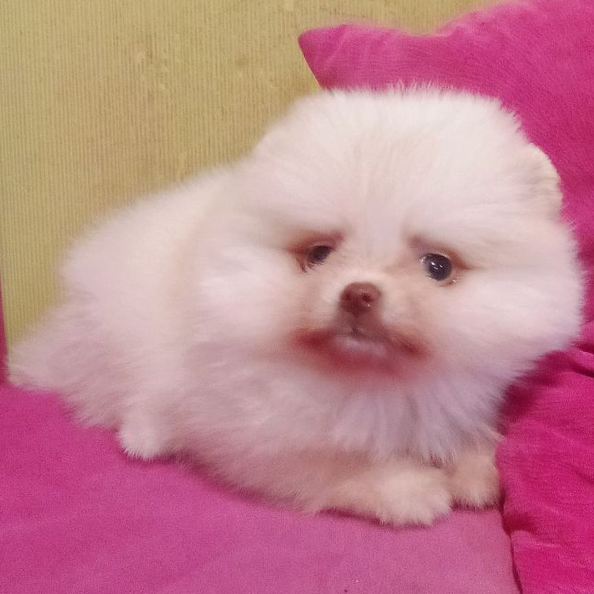 Померанский шпиц, щенок