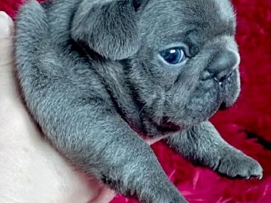 Голубой солид бомбический мальчик