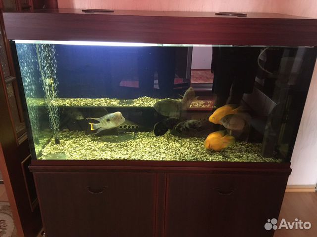Аквариум на 500 литров