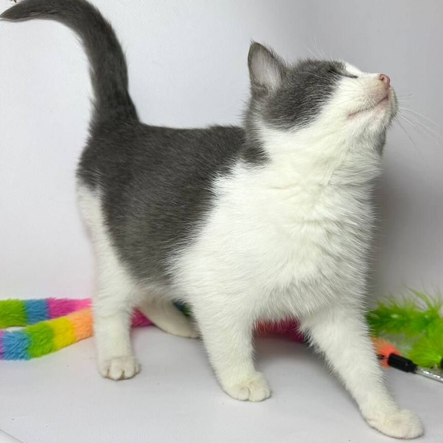 Серафим. Котёнок-ангел. 4 мес