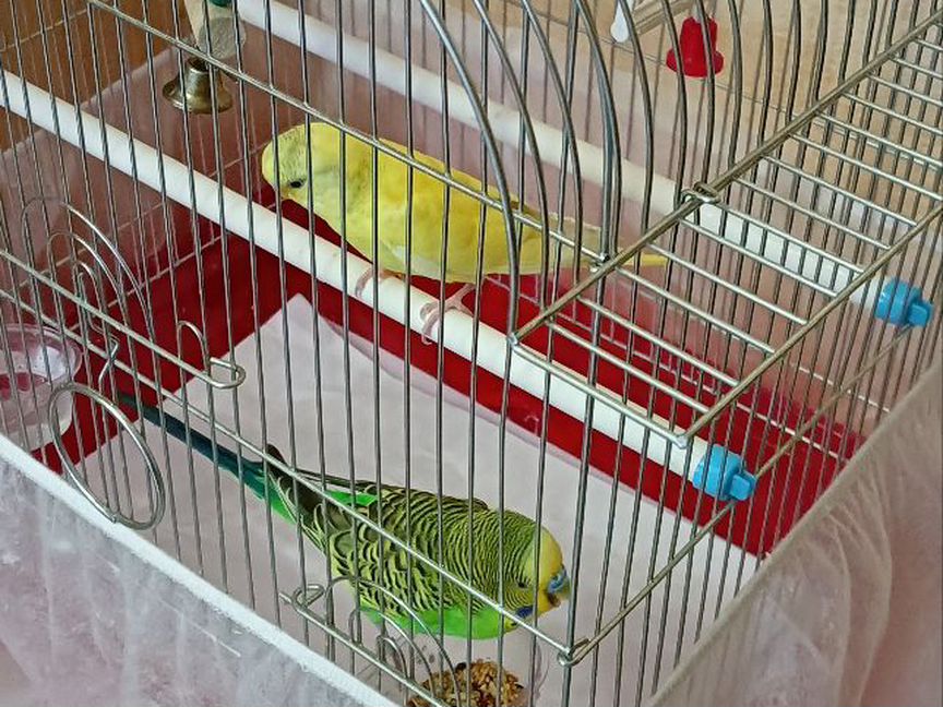 Волнистый попугай пара