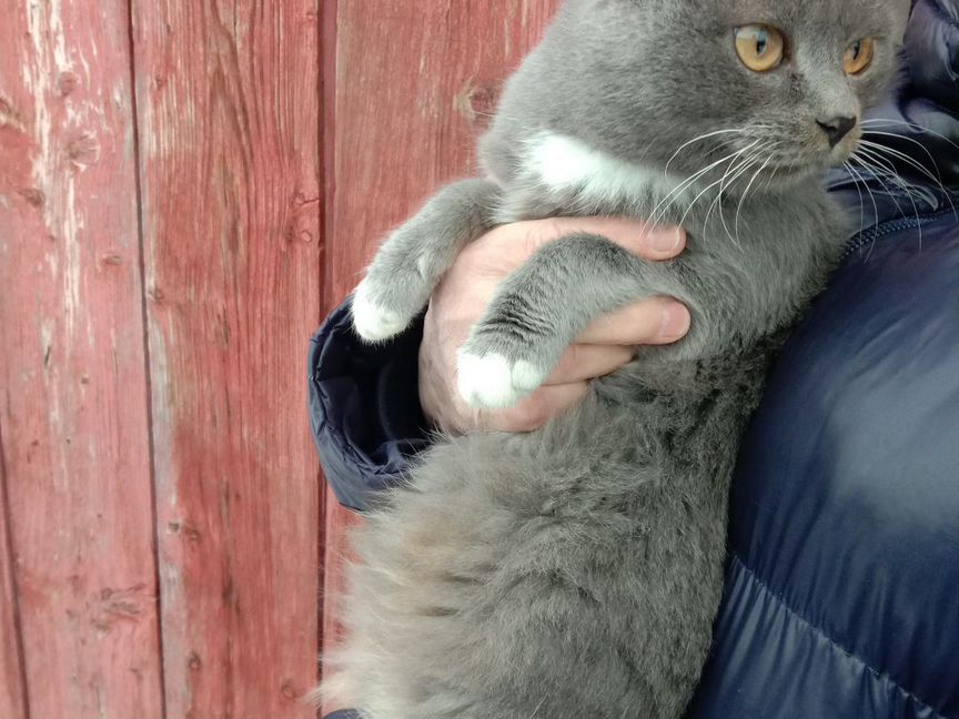 Кошка