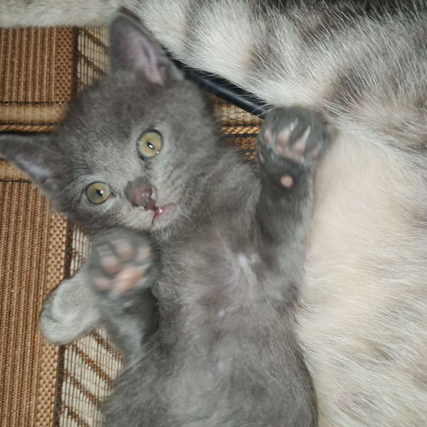 Котëнок в добрые руки(мальчик)
