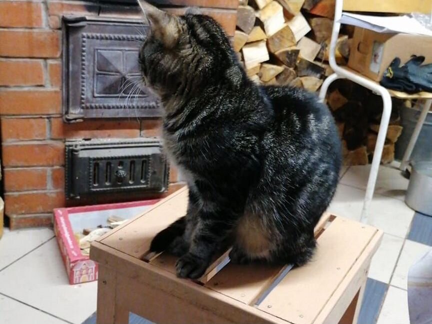 Чудесный котик