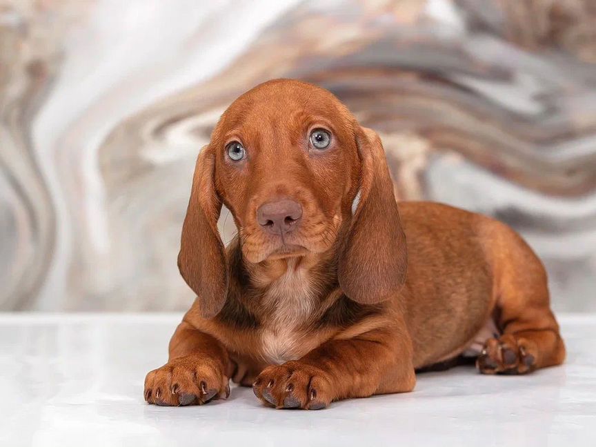 Такса стандартная