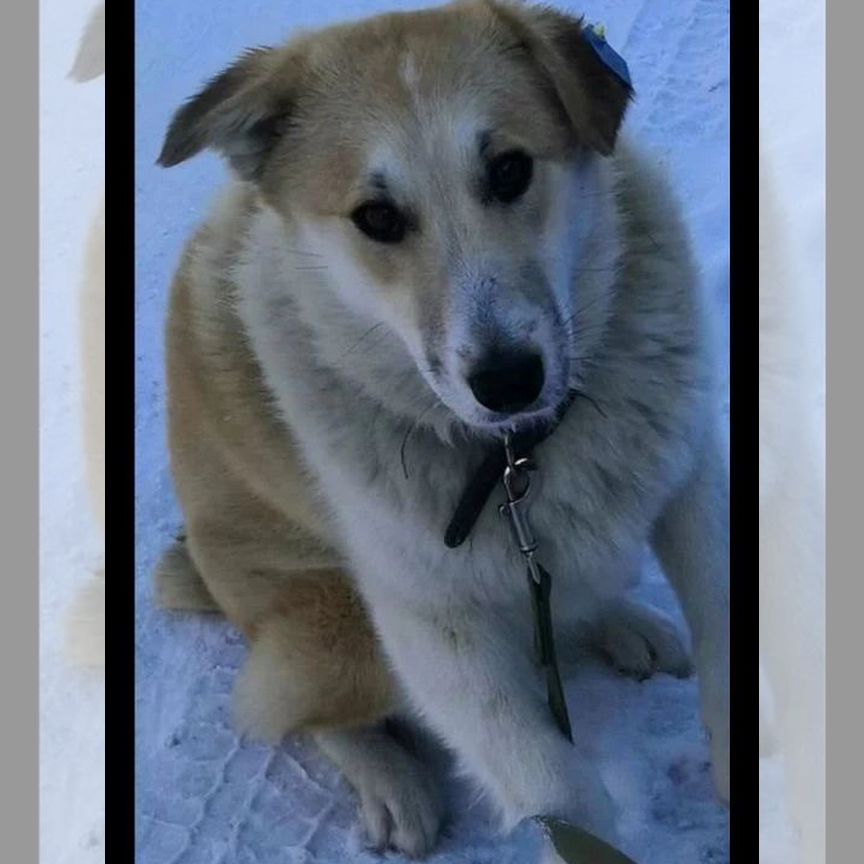 Взрослый пёс в добрые руки