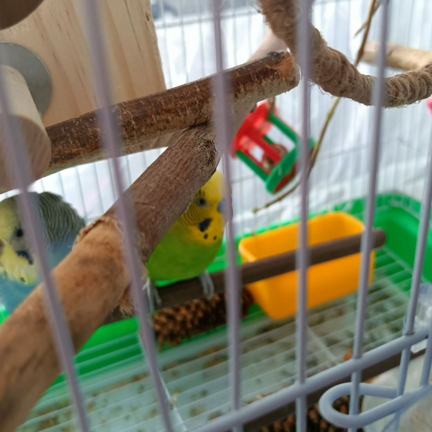 Волнистый попугай с клеткой