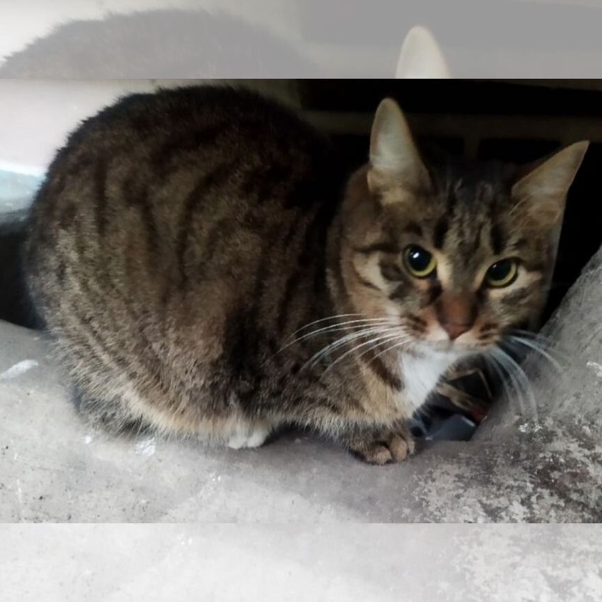 Взрослая кошка в добрые руки