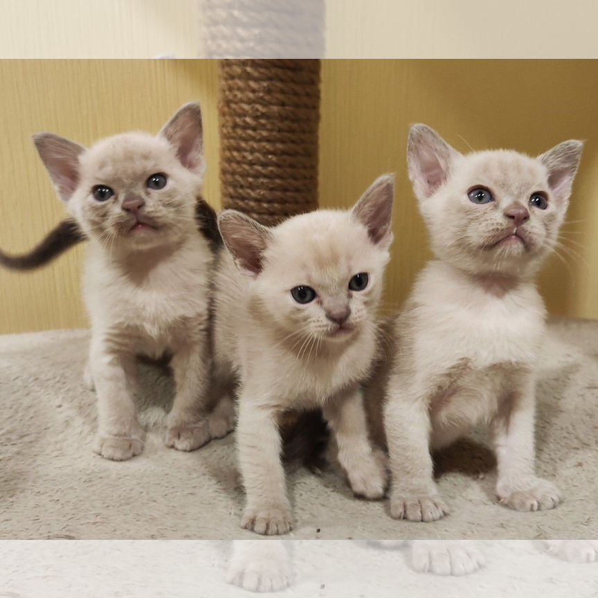 Европейский бурманский котёнок