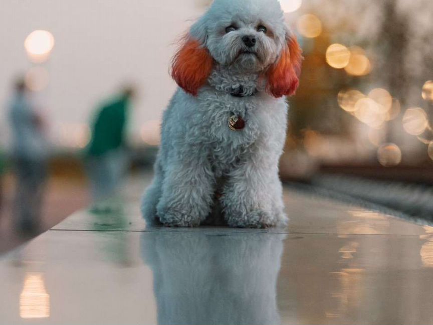 Мальтипу ф1 мини. Бебифейс