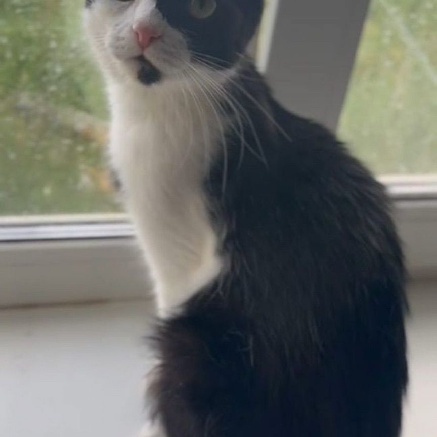 Кошка без ушек