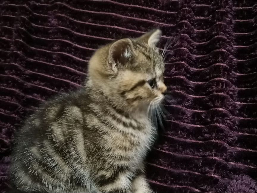 Кошки