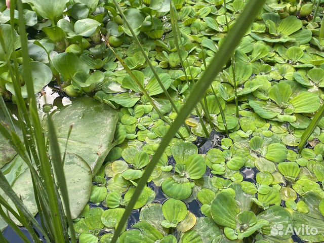Растения водные