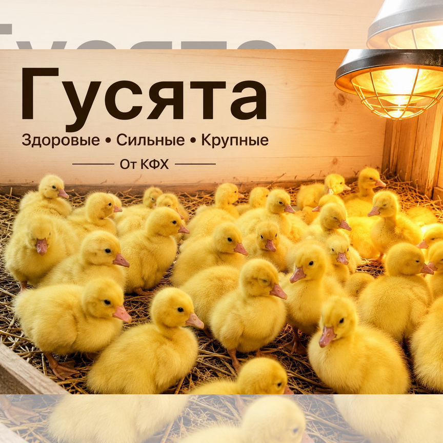 Гусята с доставкой