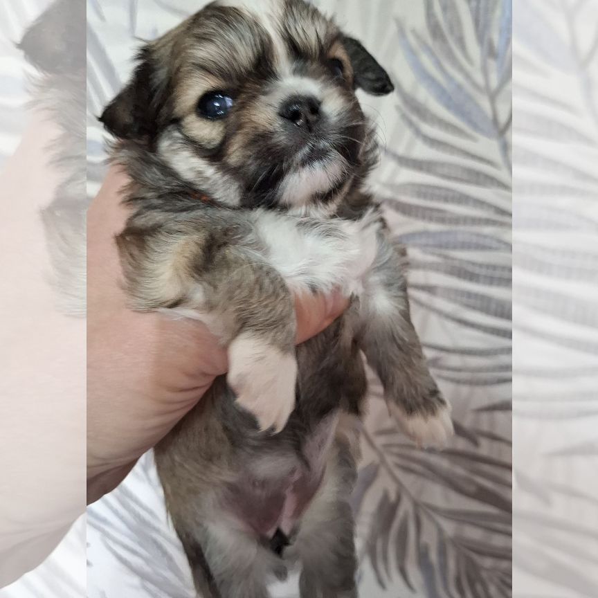 Чихуахуа, щенок