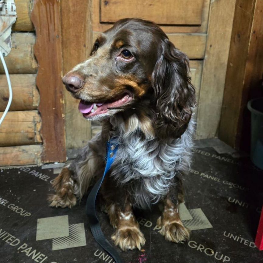 Взрослый пёс в добрые руки