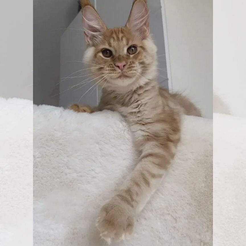 Мейн-кун котёнок