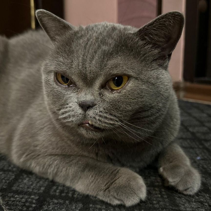 Кошка в дар бесплатно