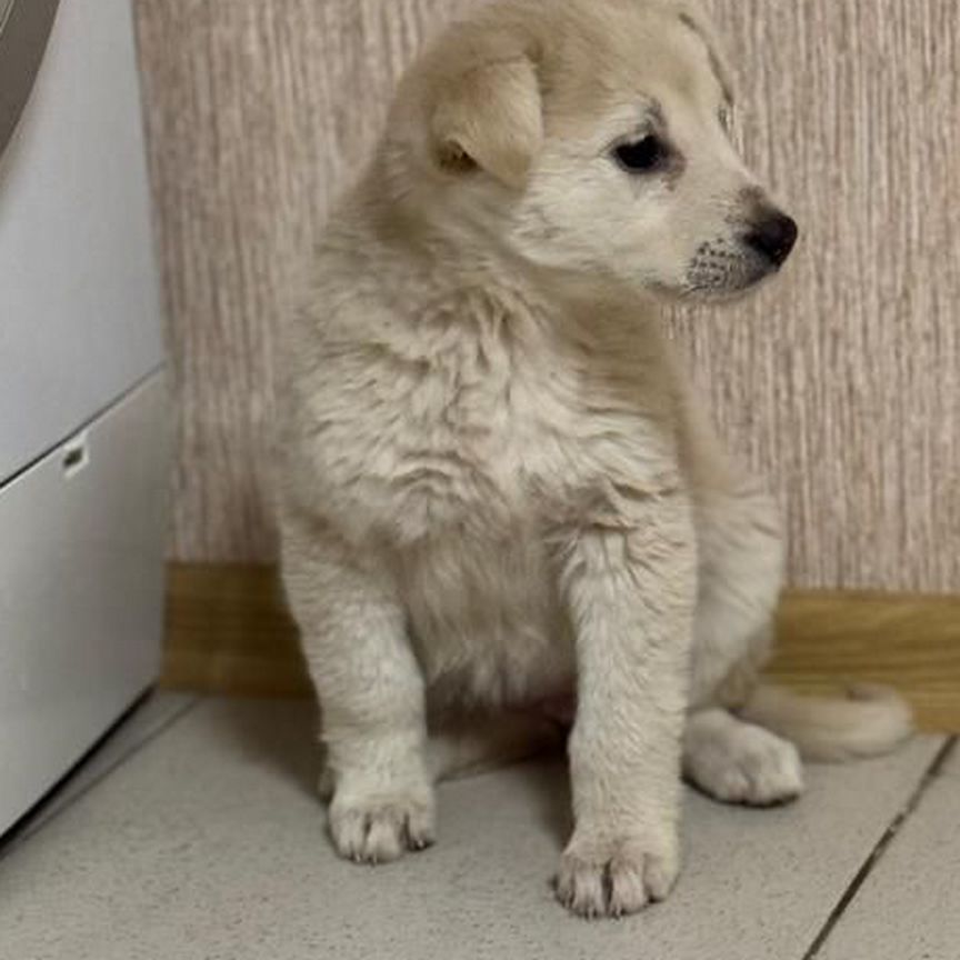 Щенок в добрые руки