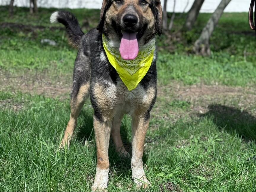 Собака Донна из приюта в добрые руки