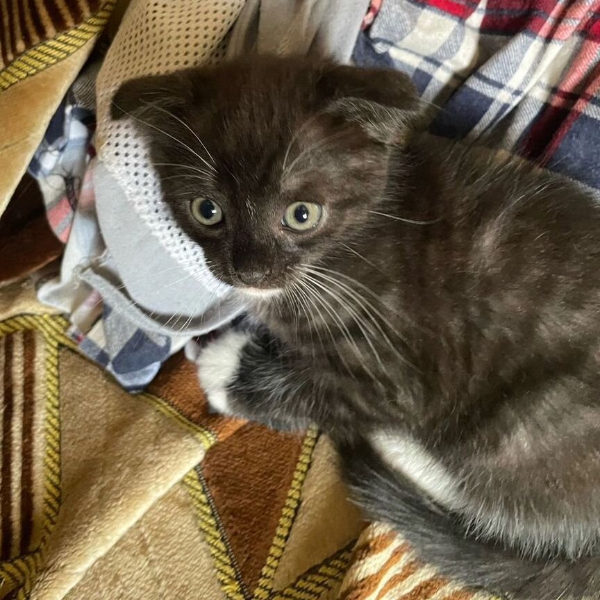 Котёнок в добрые руки