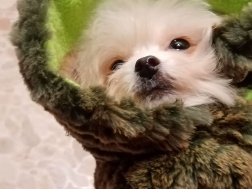 Экстра Micro teddy dog Настоящий микро