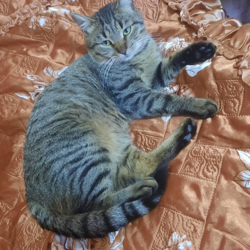 Котик