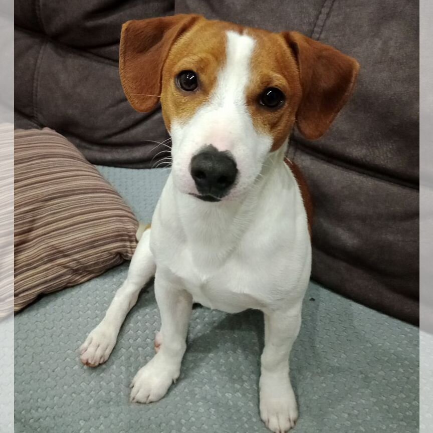 Джек рассел терьер