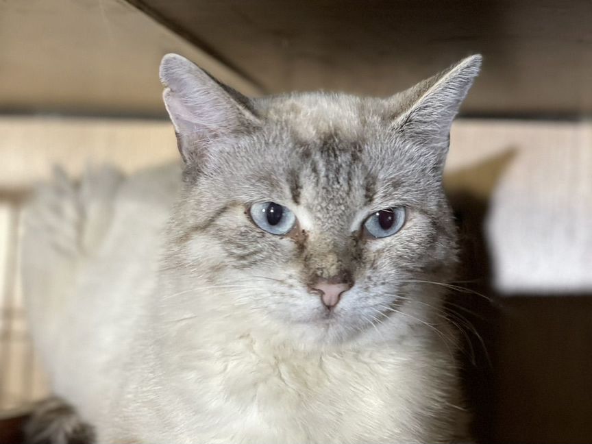 Балинезийская кошка