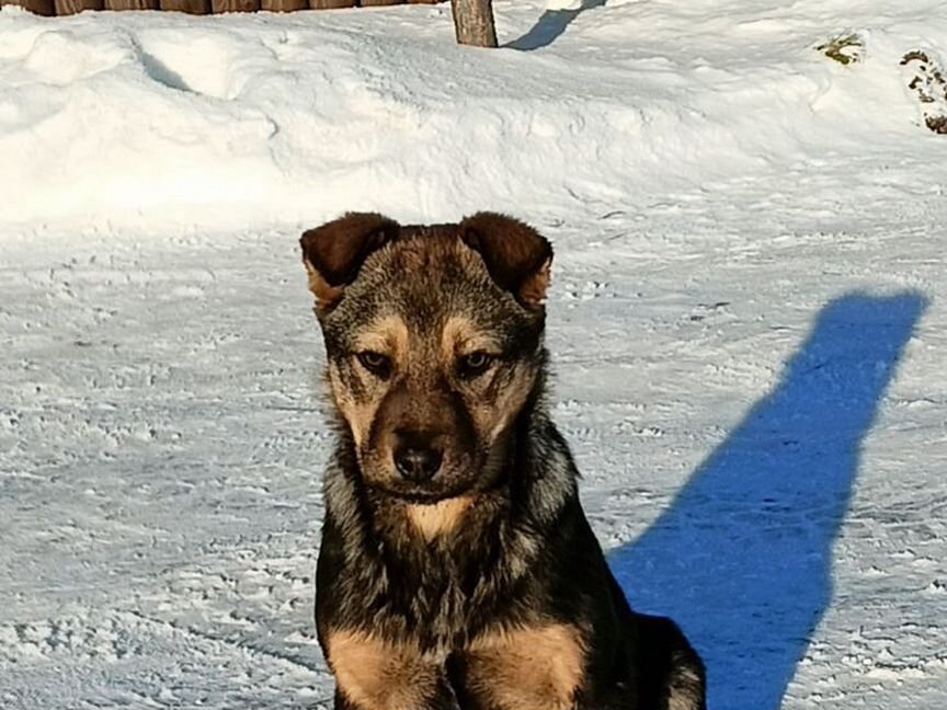 Помесь немецкой овчарки