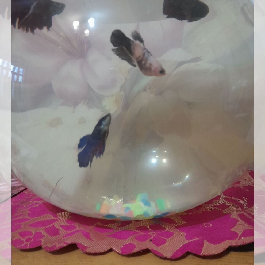 Аквариумные рыбки,2 петушка,2курочки