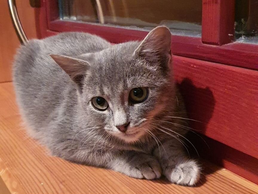 Отдам котенка в добрые руки