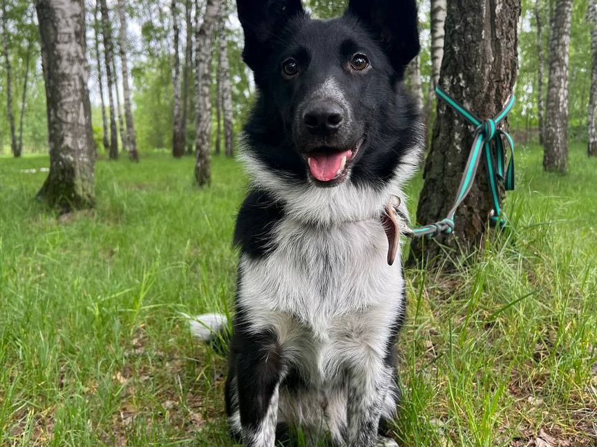 Бас из приюта хочет домой