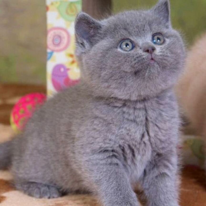 Голубые Плюшевые Медвежата