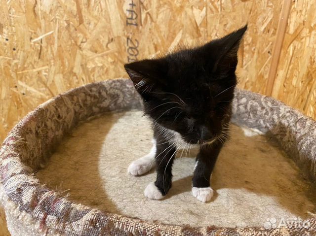 Трогательный котёнок ждет маму и папу