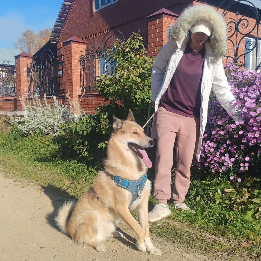 Западно Сибирская лайка