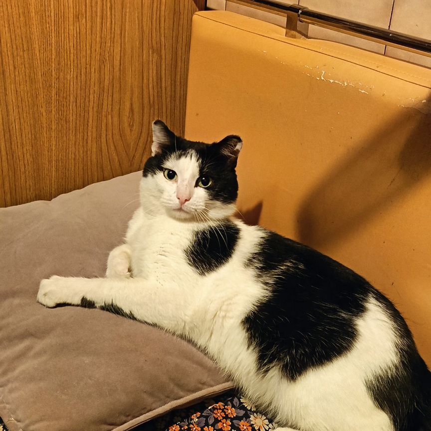 Кошки