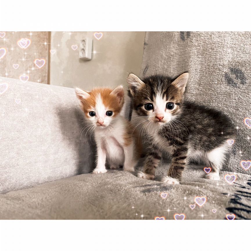 Котята в добрые руки бесплатно