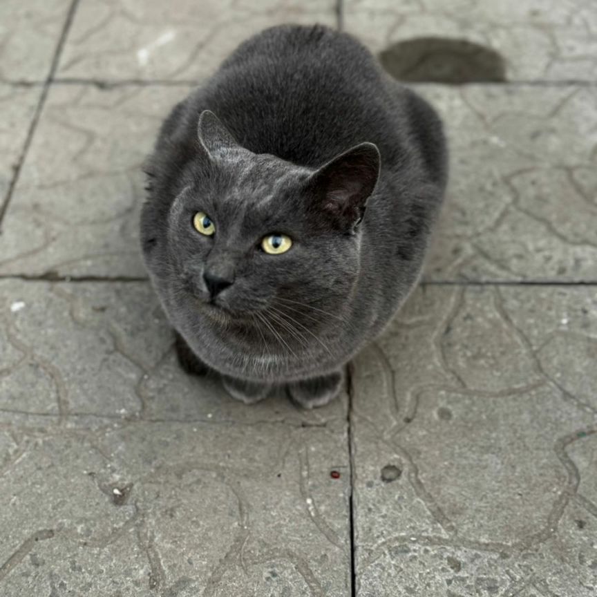 Котик подкинули к аптеке, в добрые руки