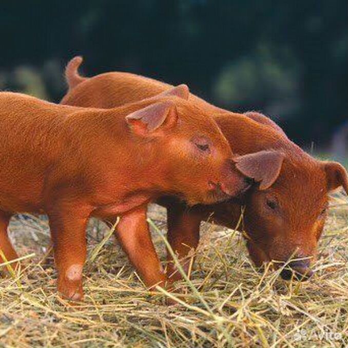 Поросята породы Дюрок