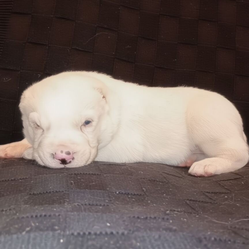 Среднеазиатская овчарка, щенок