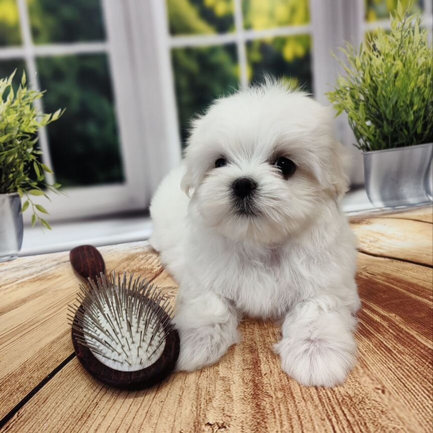 Красивая девочка РКФ