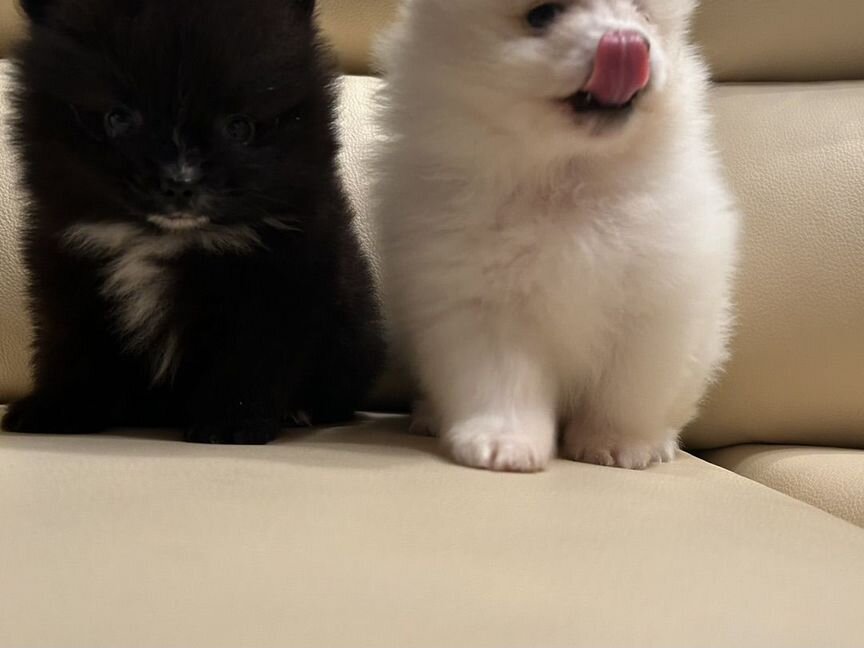 Померанские шпицы девочки